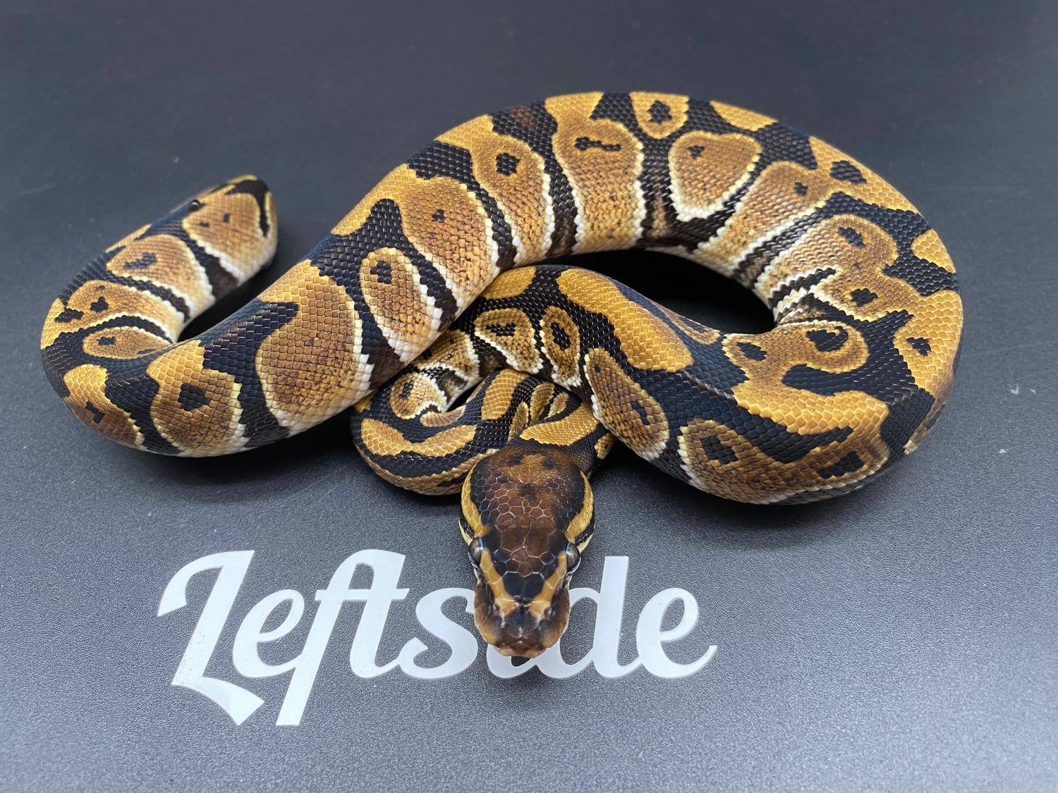 Het Clown Ball Python by Leftside Reptiles - MorphMarket