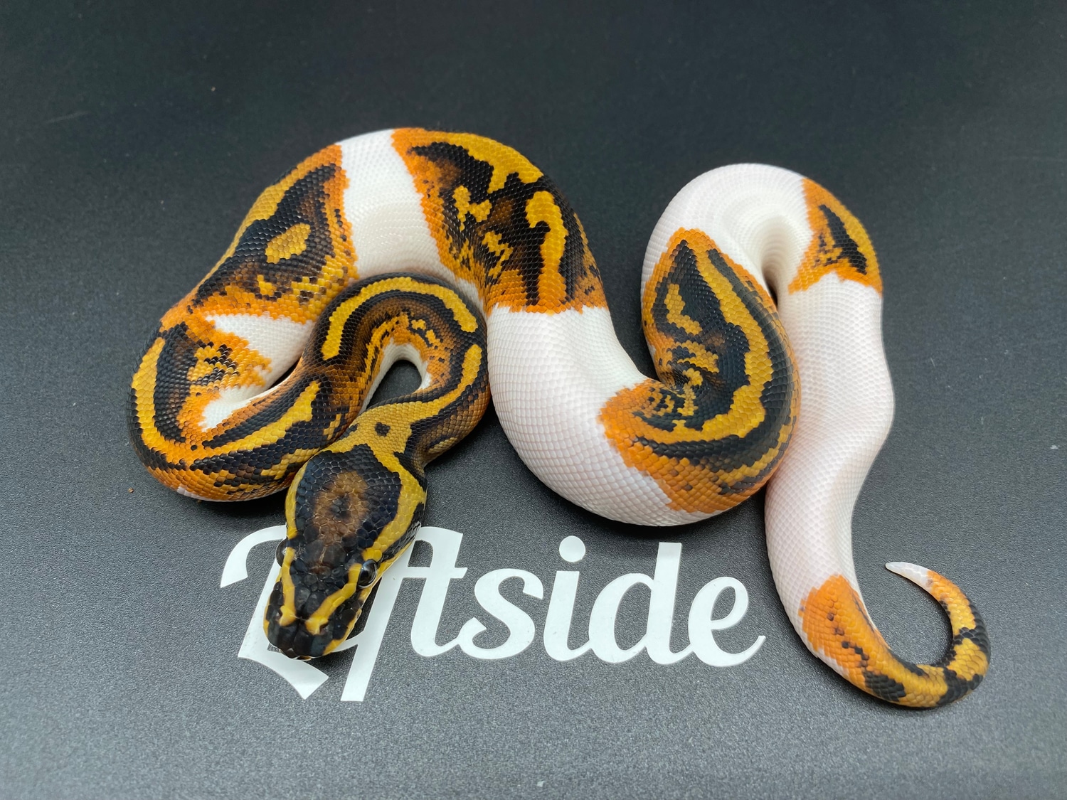 YB Pied Ball Python by Leftside Reptiles - MorphMarket
