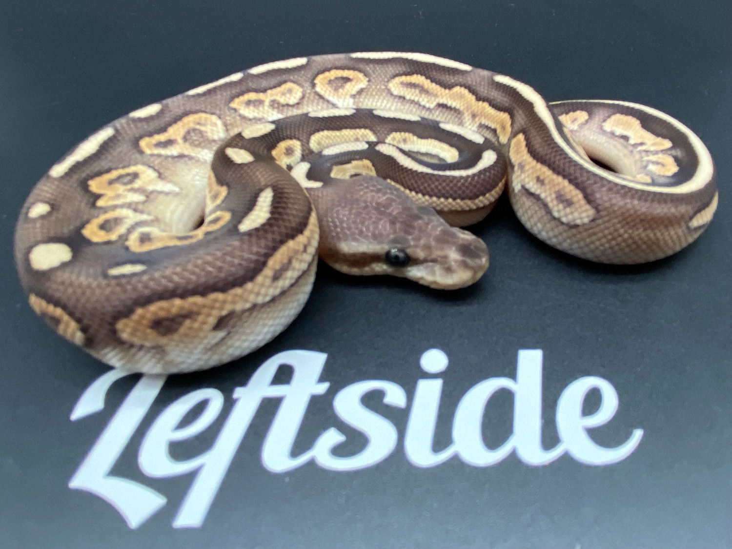 Cinnamon Mojave Fire Ball Python by Leftside Reptiles - MorphMarket