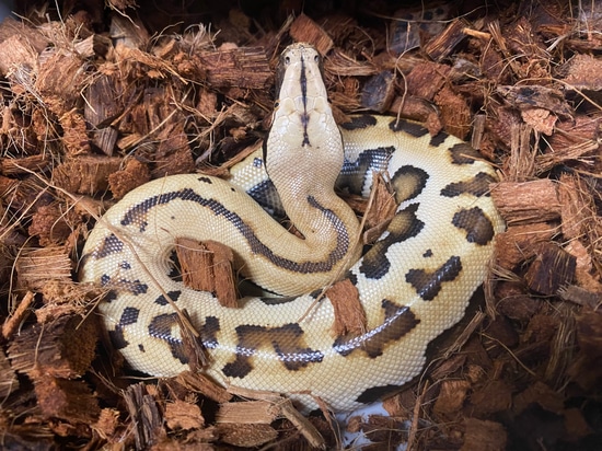 Goldeneye Ph T-t+ Blood Python by Leftside Reptiles