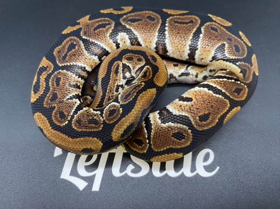 Pos Melanistic Ball Python by Leftside Reptiles