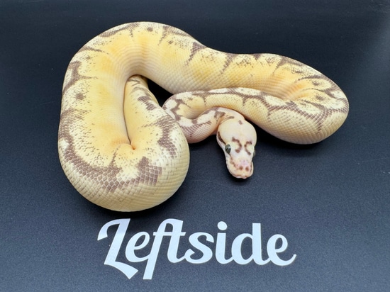 Od Spider Enchi Pastel Fire Yb Bongo Ball Python by Leftside Reptiles