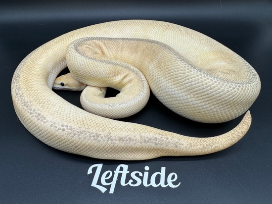 Champagne Ivory Special Ball Python by Leftside Reptiles