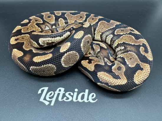 Yellowbelly Grim Ball Python by Leftside Reptiles