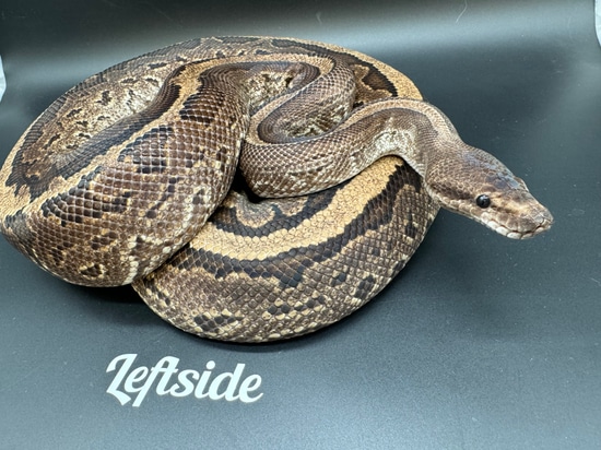 Black Pastel Pinstripe Ball Python by Leftside Reptiles