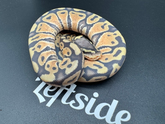 Pastel Hypo Ph Clown Ball Python by Leftside Reptiles