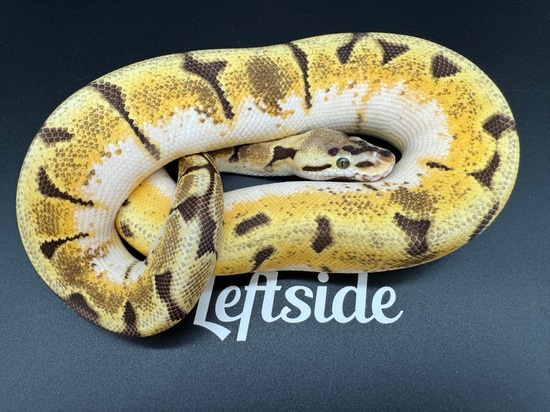 Orange Dream Enchi Bongo Spider YB Ball Python by Leftside Reptiles