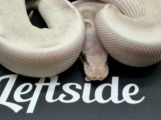 Pastel Mystic Potion Melanistic Ball Python by Leftside Reptiles