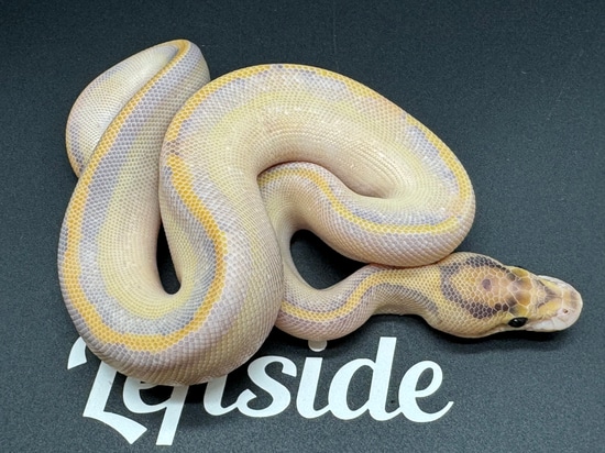 Ivory OD Ball Python by Leftside Reptiles