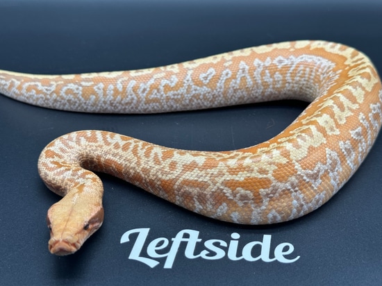 Batik T+ Ph T- Blood Python by Leftside Reptiles