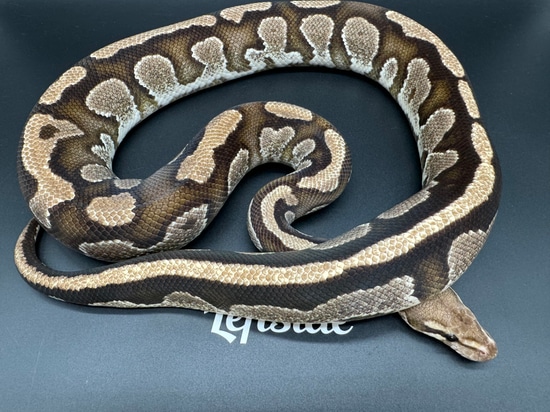 Mahogany Vanilla/Flame Pos Het Hypo Ball Python by Leftside Reptiles