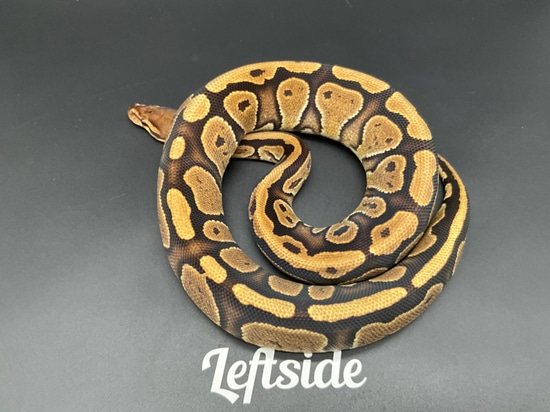 Mahogany Vanilla/Flame Ball Python by Leftside Reptiles