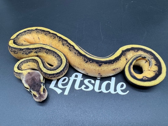 Pastel Redstripe Genetic Stripe Ball Python by Leftside Reptiles