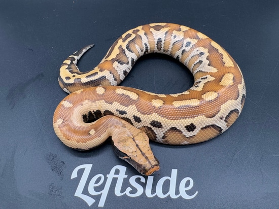 Pos Het T-T+ Albino Blood Python by Leftside Reptiles
