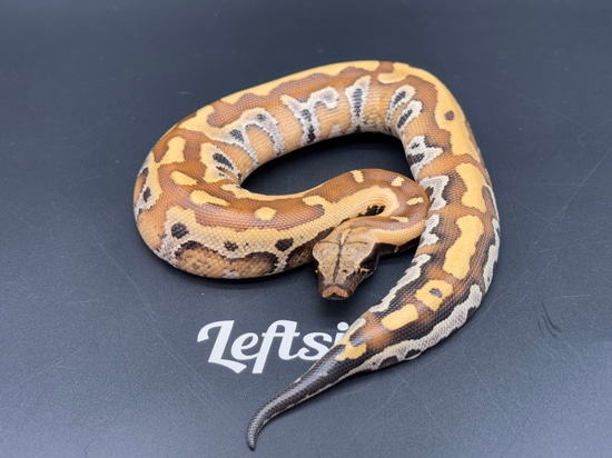 Het T- Albino PH T+ Albino Blood Python by Leftside Reptiles