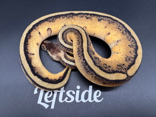 Pastel Redstripe Genetic Stripe Ball Python by Leftside Reptiles