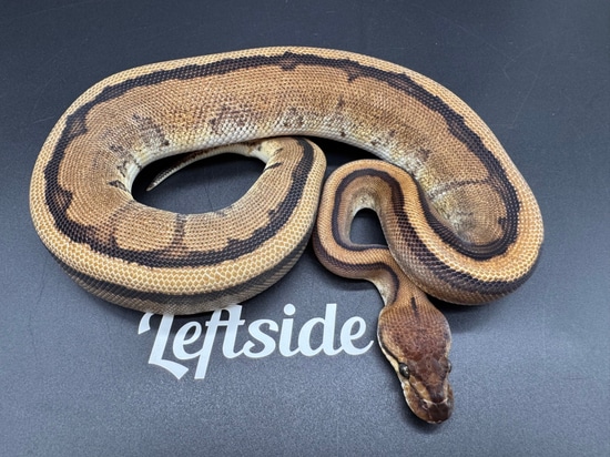 RedStripe GeneticStripe Ball Python by Leftside Reptiles