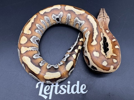 Het T- Albino PH T+ Albino Blood Python by Leftside Reptiles