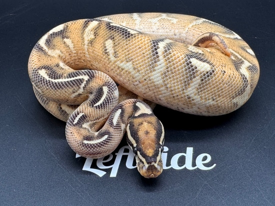 OD Super Gravel Ball Python by Leftside Reptiles