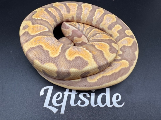 Chocolate Banana Enchi Het Hypo Ball Python by Leftside Reptiles
