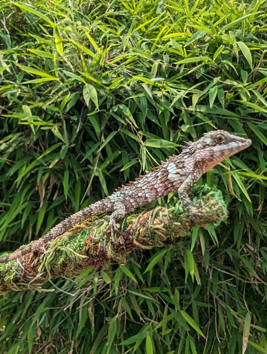 Cbb Cophotis Dumbara More Lizard by Legacy Herps - MorphMarket