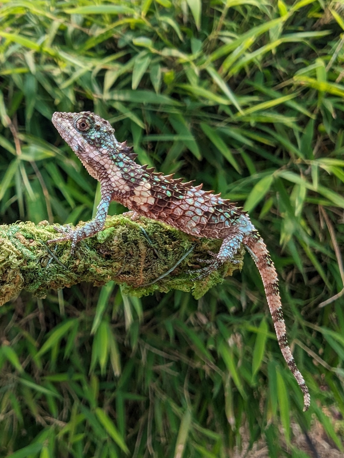 Cbb Cophotis Ceylanica More Lizard by Legacy Herps - MorphMarket