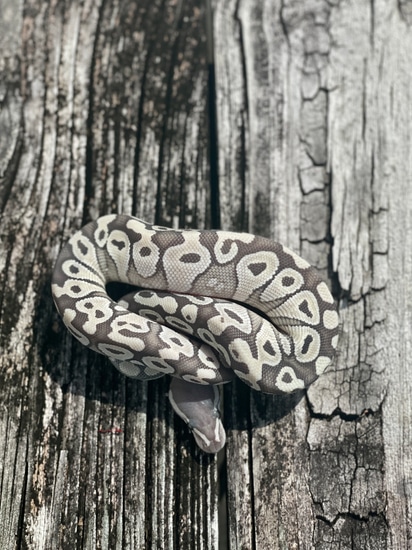 Mojave True Ghost (TSK) Ball Python by Legacy Morphs