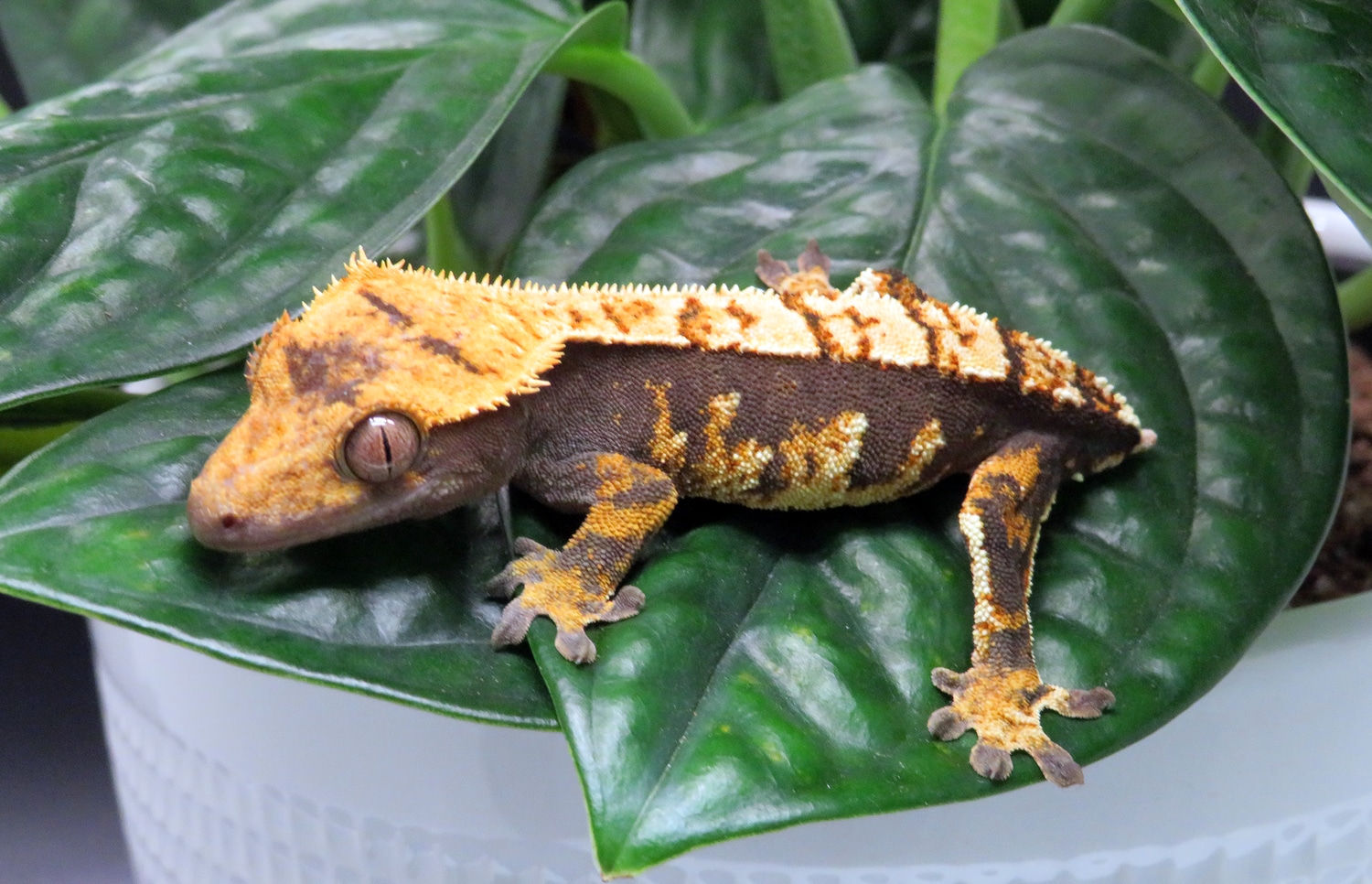 Black Base + High White Cream - High Contrast Harlequin Tailless ...