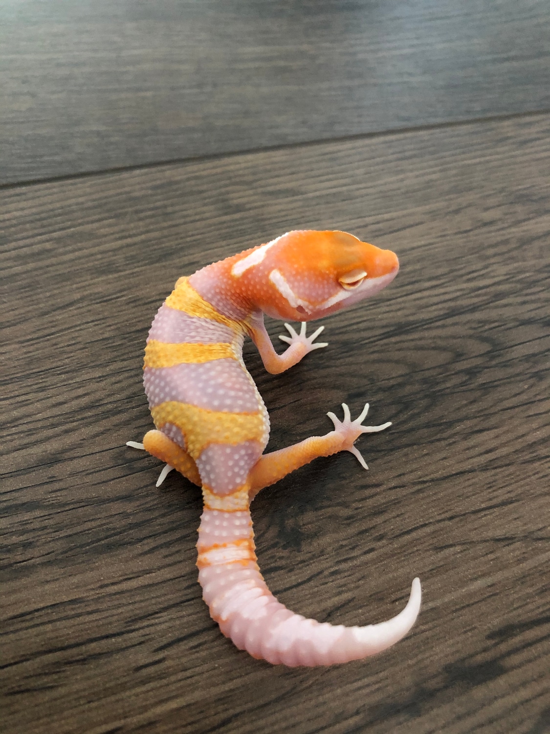 Giant Tangerine Tremper Nice Leopard Gecko by Legendary Geckos ...