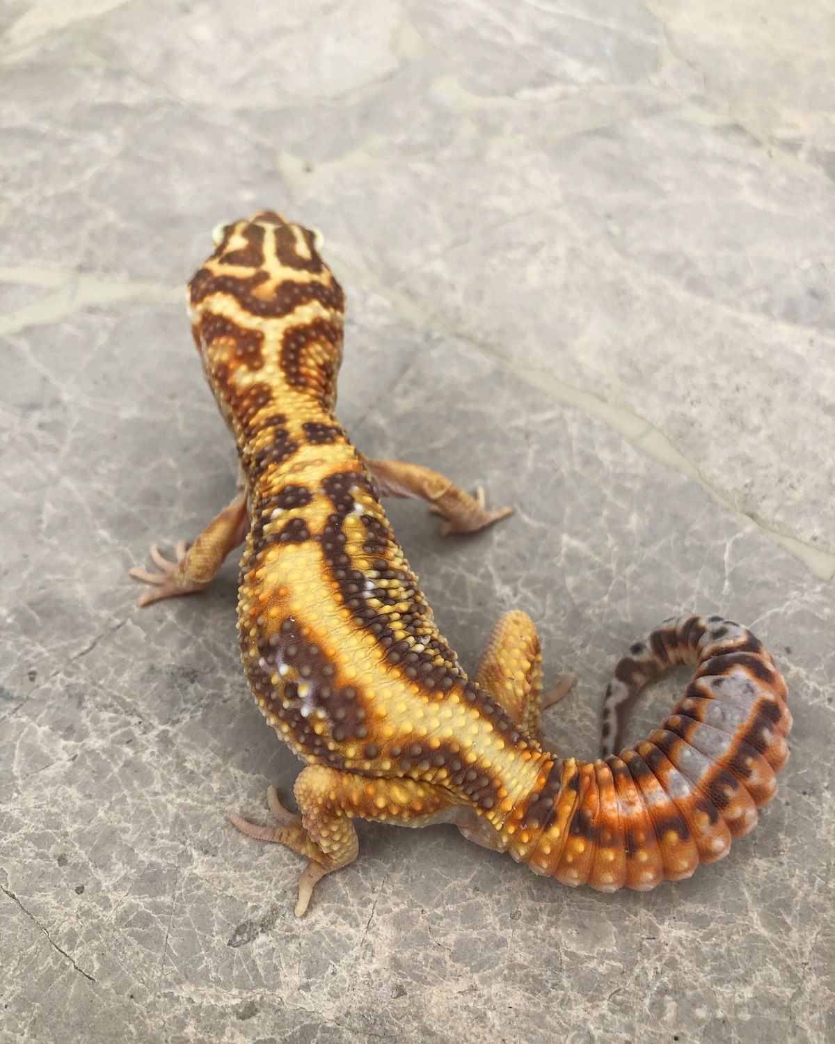Tangerine Tremper Leopard Gecko by Legendary Geckos - MorphMarket