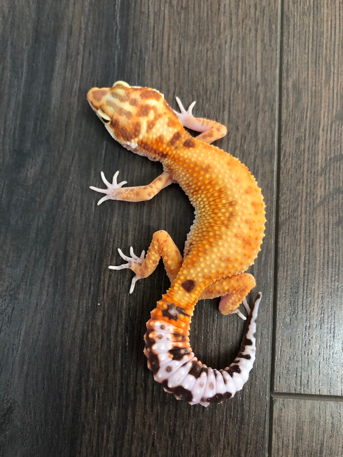 Giant White And Yellow Tremper Baby Leopard Gecko by Legendary Geckos ...