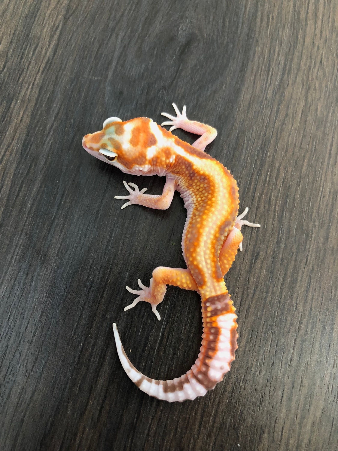 Giant White And Yellow Tremper Baby Leopard Gecko by Legendary Geckos ...