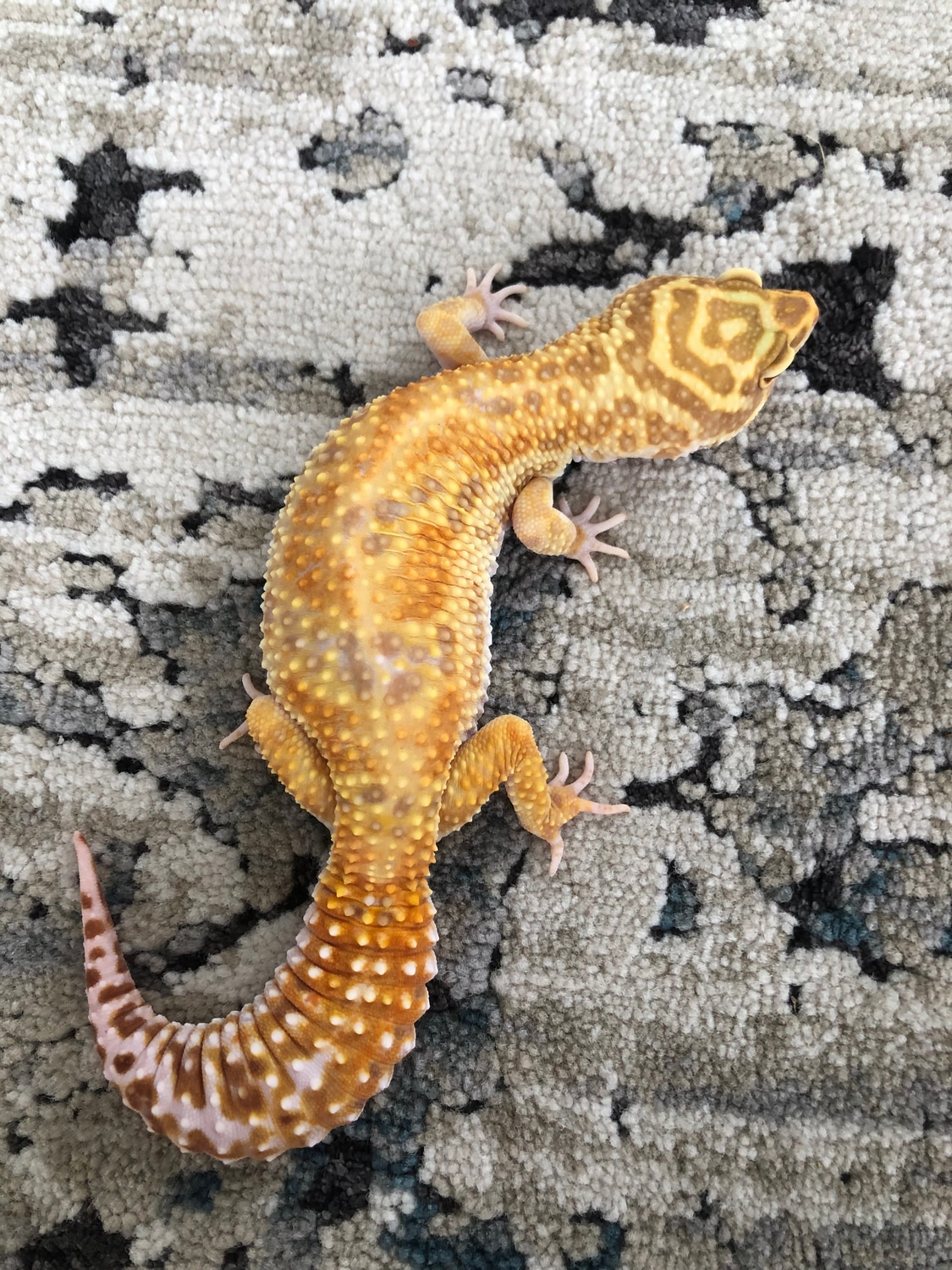 Super Giant Tangerine Tremper Albino Leopard Gecko by Legendary Geckos ...