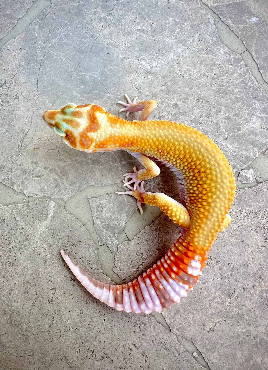 Giant Tangerine Tremper Leopard Gecko by Legendary Geckos - MorphMarket