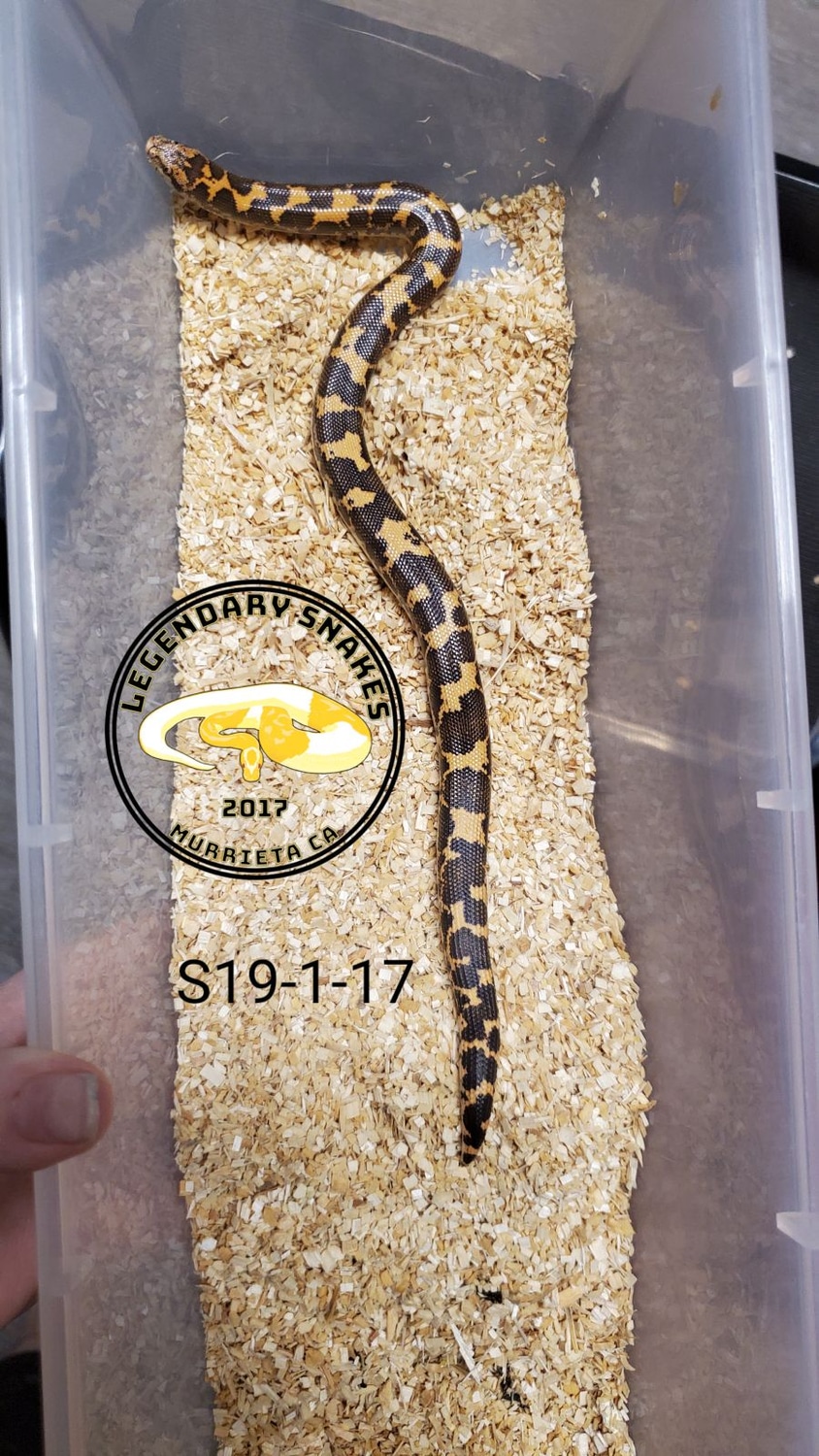 Normal Het Snow Paradox Kenyan Sand Boa by Legendary Snakes - MorphMarket