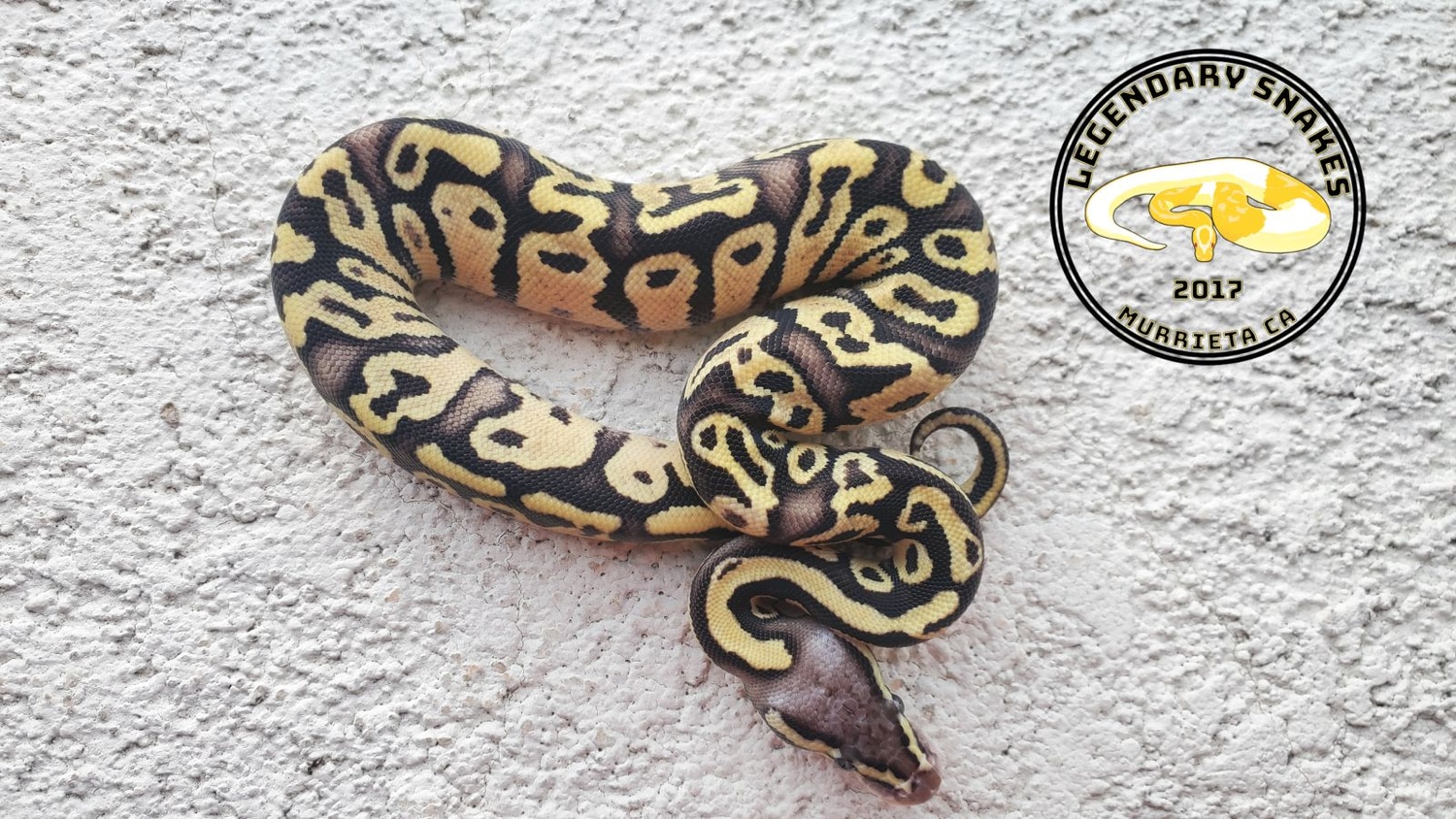 Super Pastel Het VPI Axanthic Ball Python by Legendary Snakes - MorphMarket
