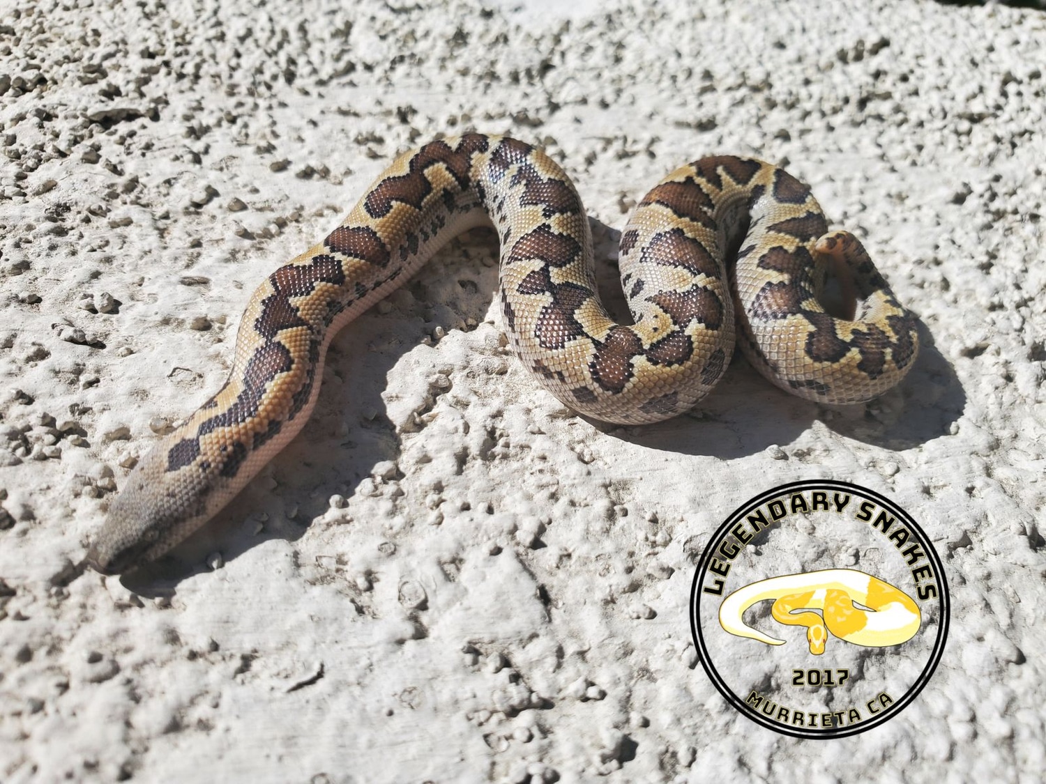 Rough Scale Rough-Scaled Sand Boa by Legendary Snakes - MorphMarket