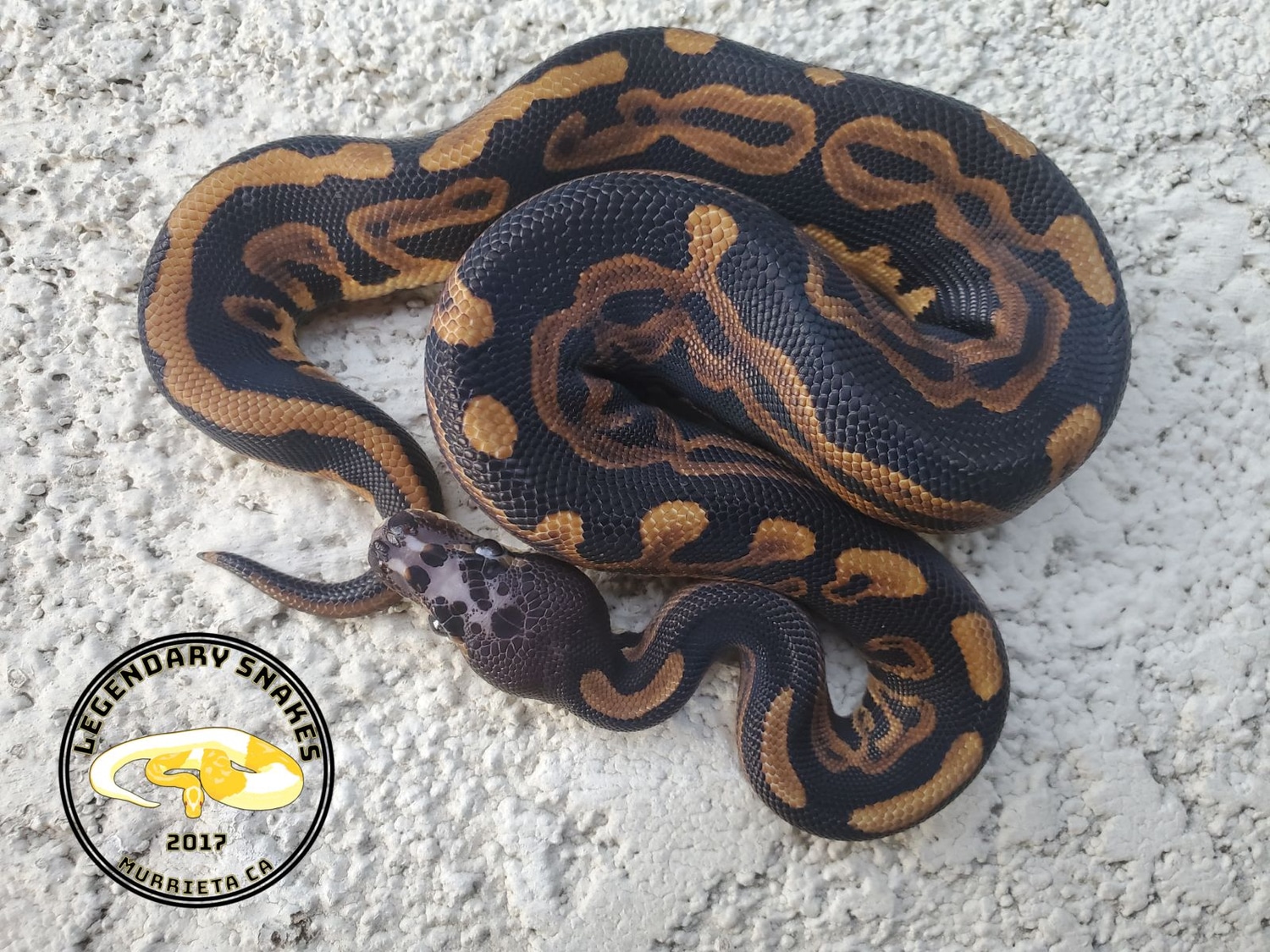 Scaleless Head Black Pastel Leopard Ball Python by Legendary Snakes - MorphMarket