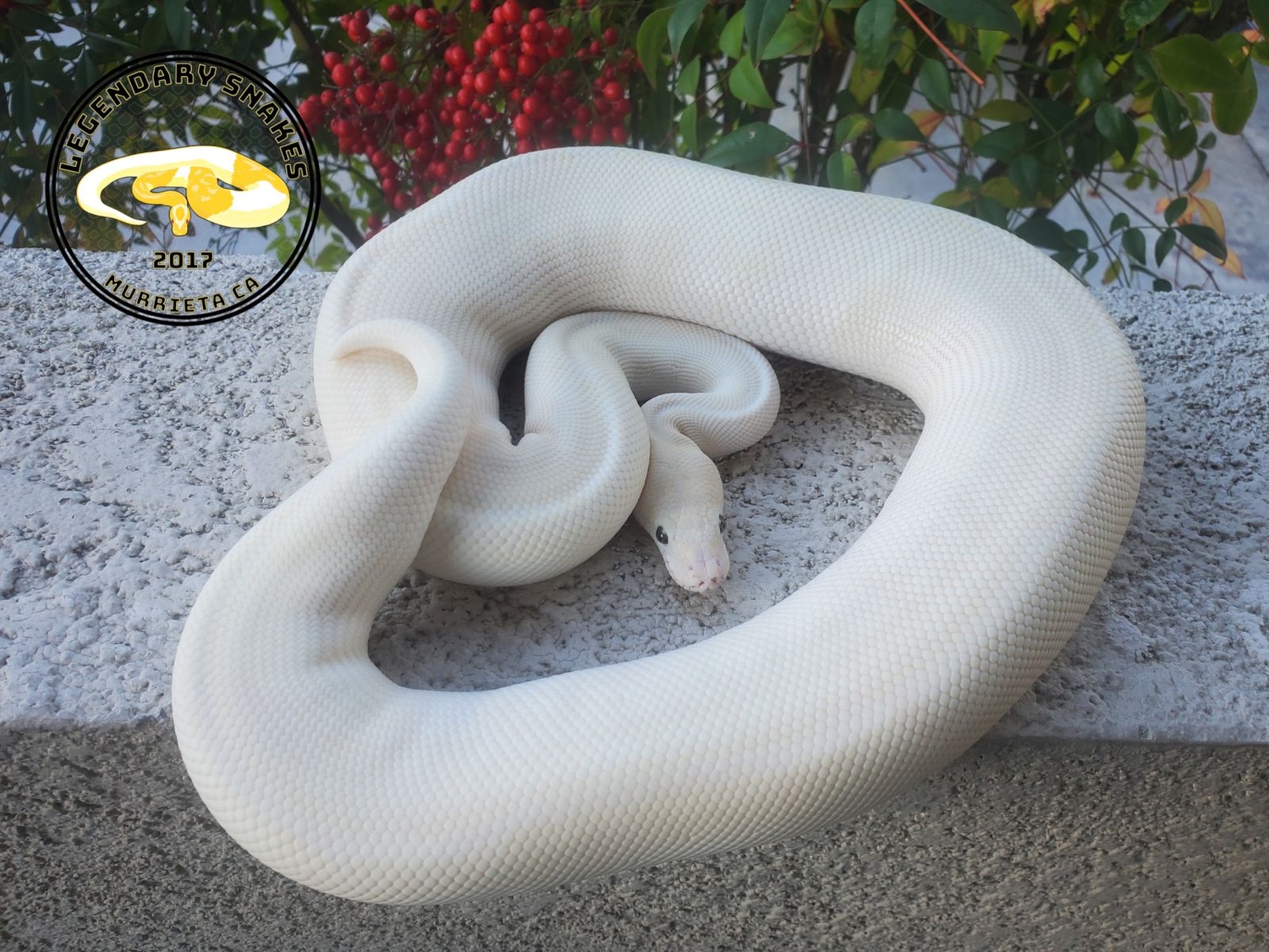 Karma Ball Python by Legendary Snakes - MorphMarket