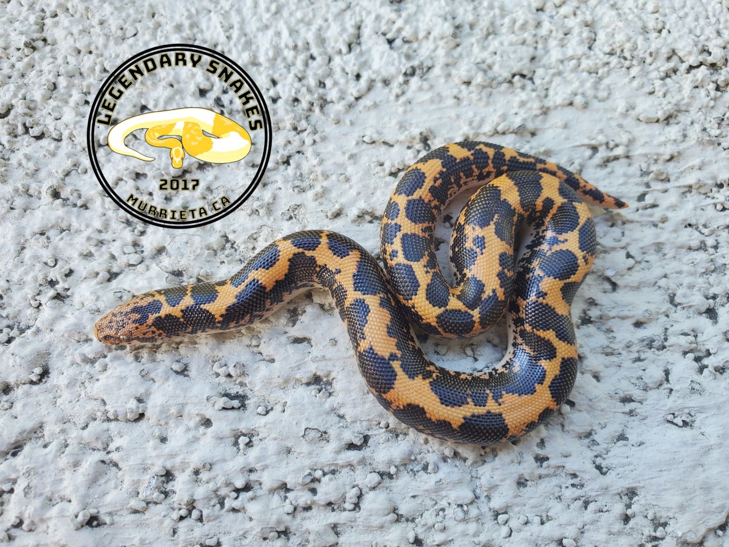 Het Anery, GX, Paint Kenyan Sand Boa by Legendary Snakes - MorphMarket