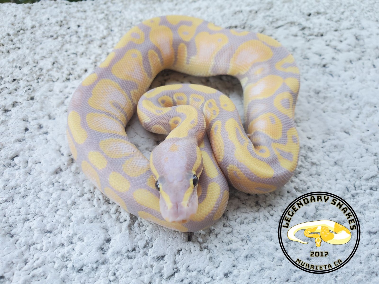 Banana Het Pied/VPI Axanthic Ball Python by Legendary Snakes - MorphMarket