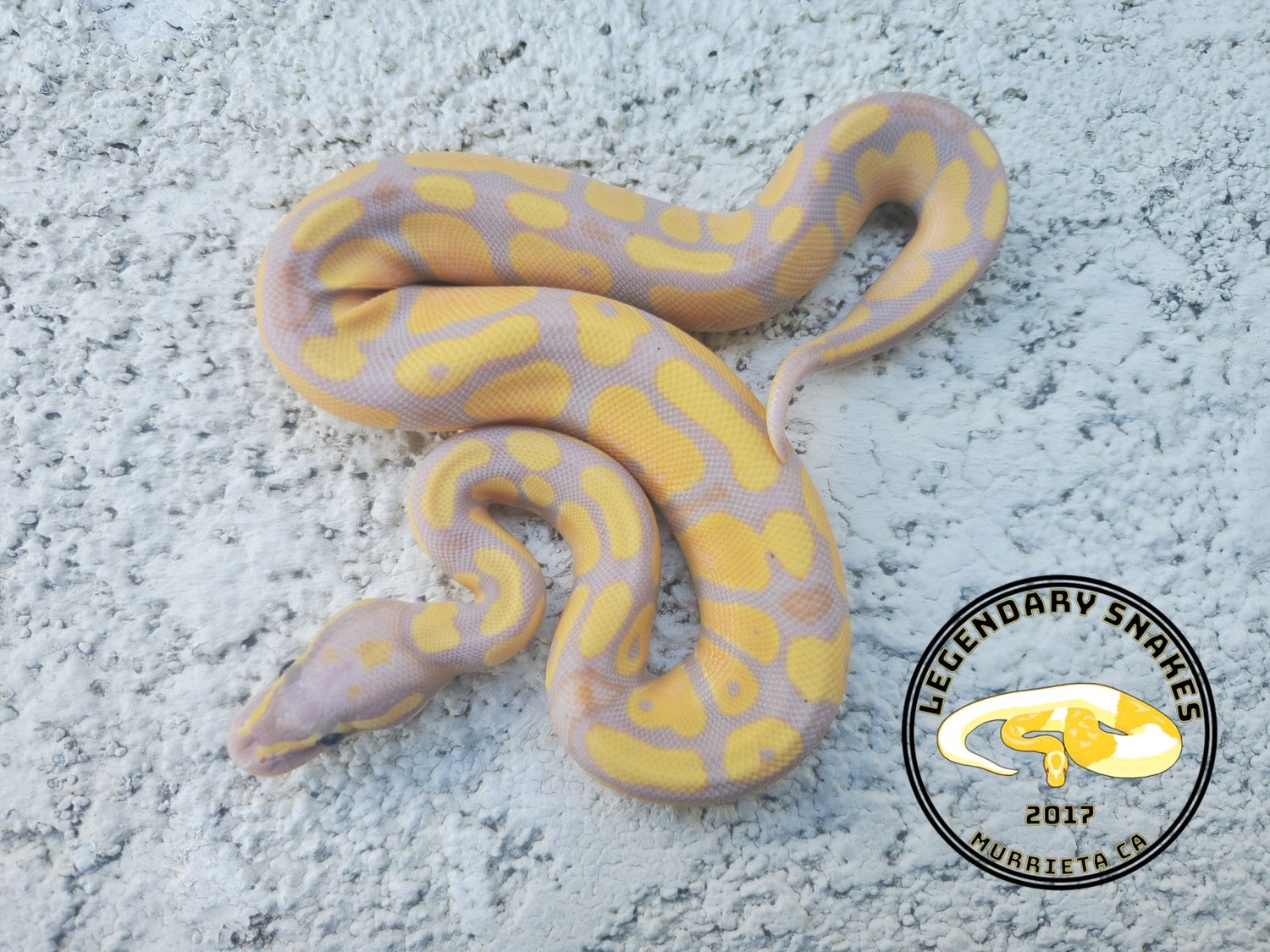 Banana Het Pied/VPI Axanthic Ball Python by Legendary Snakes - MorphMarket