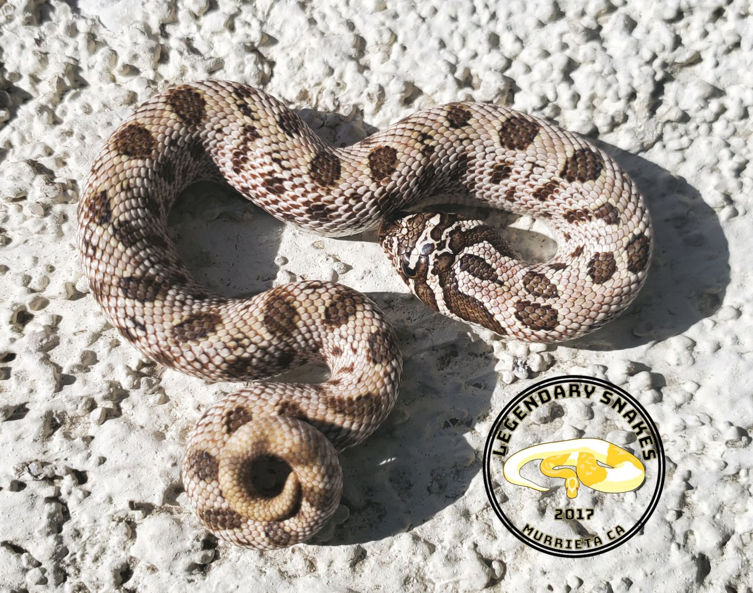 Arctic Anaconda Western Hognose by Legendary Snakes - MorphMarket