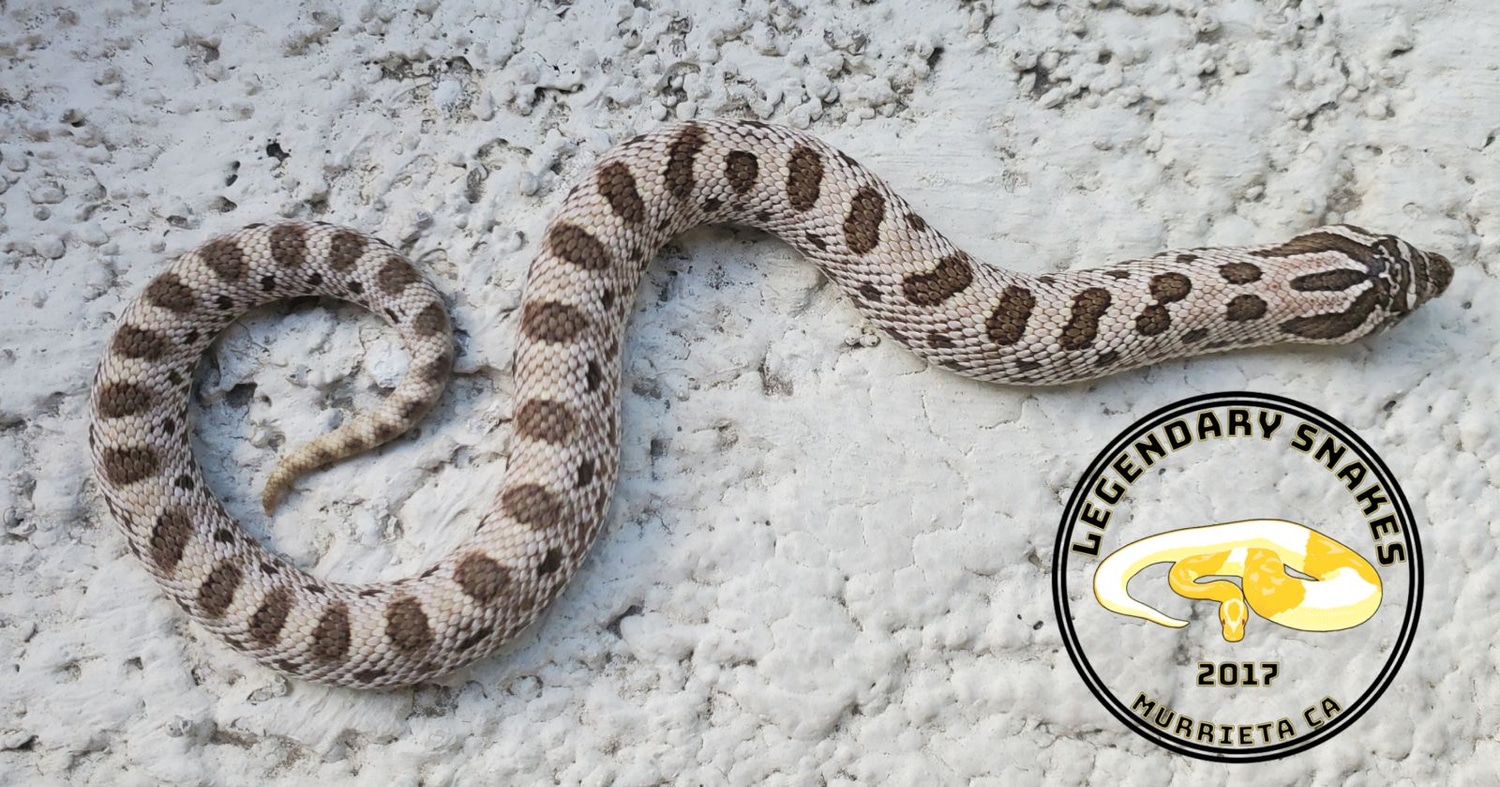 Arctic Anaconda Western Hognose by Legendary Snakes - MorphMarket