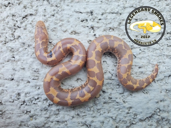 Paradox Albino Het Anery Kenyan Sand Boa by Legendary Snakes