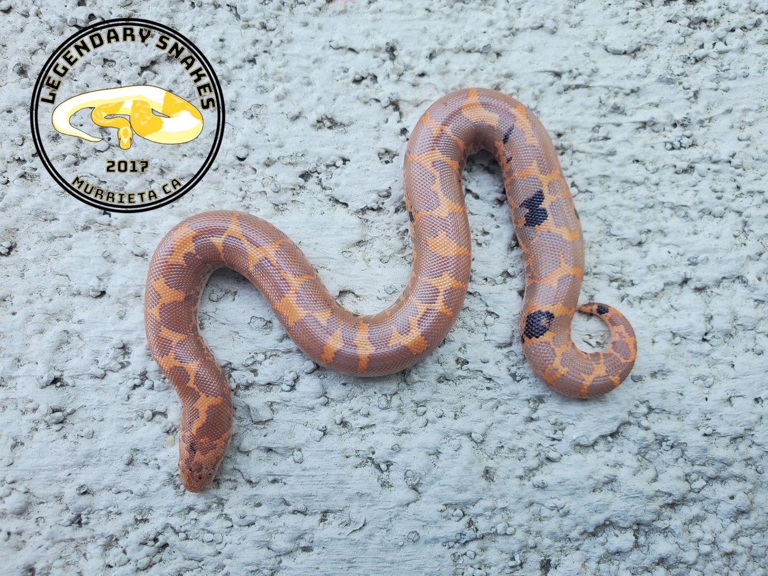 Paradox Albino Het Anery Kenyan Sand Boa by Legendary Snakes - MorphMarket