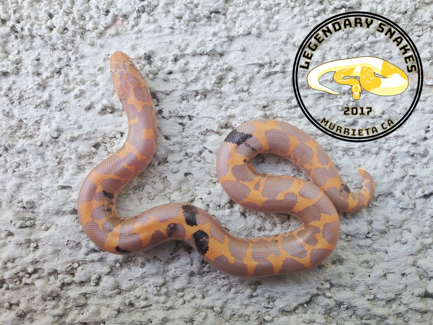 Paradox Albino Het Anery Kenyan Sand Boa by Legendary Snakes - MorphMarket