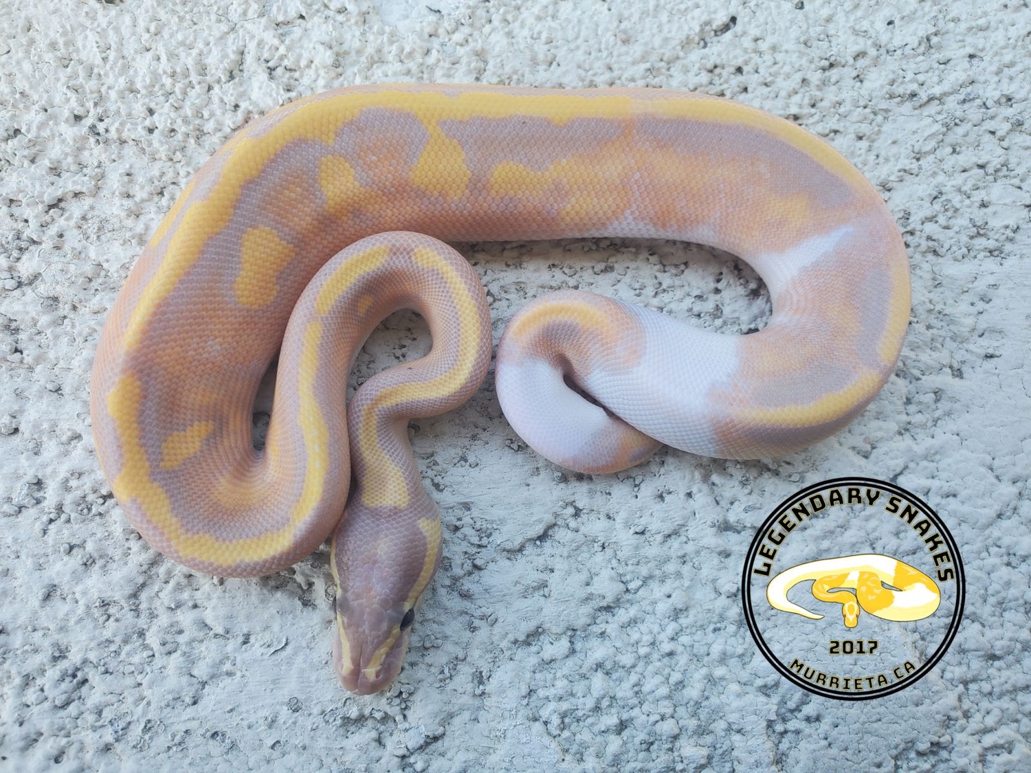 Banana Pied Ball Python by Legendary Snakes - MorphMarket