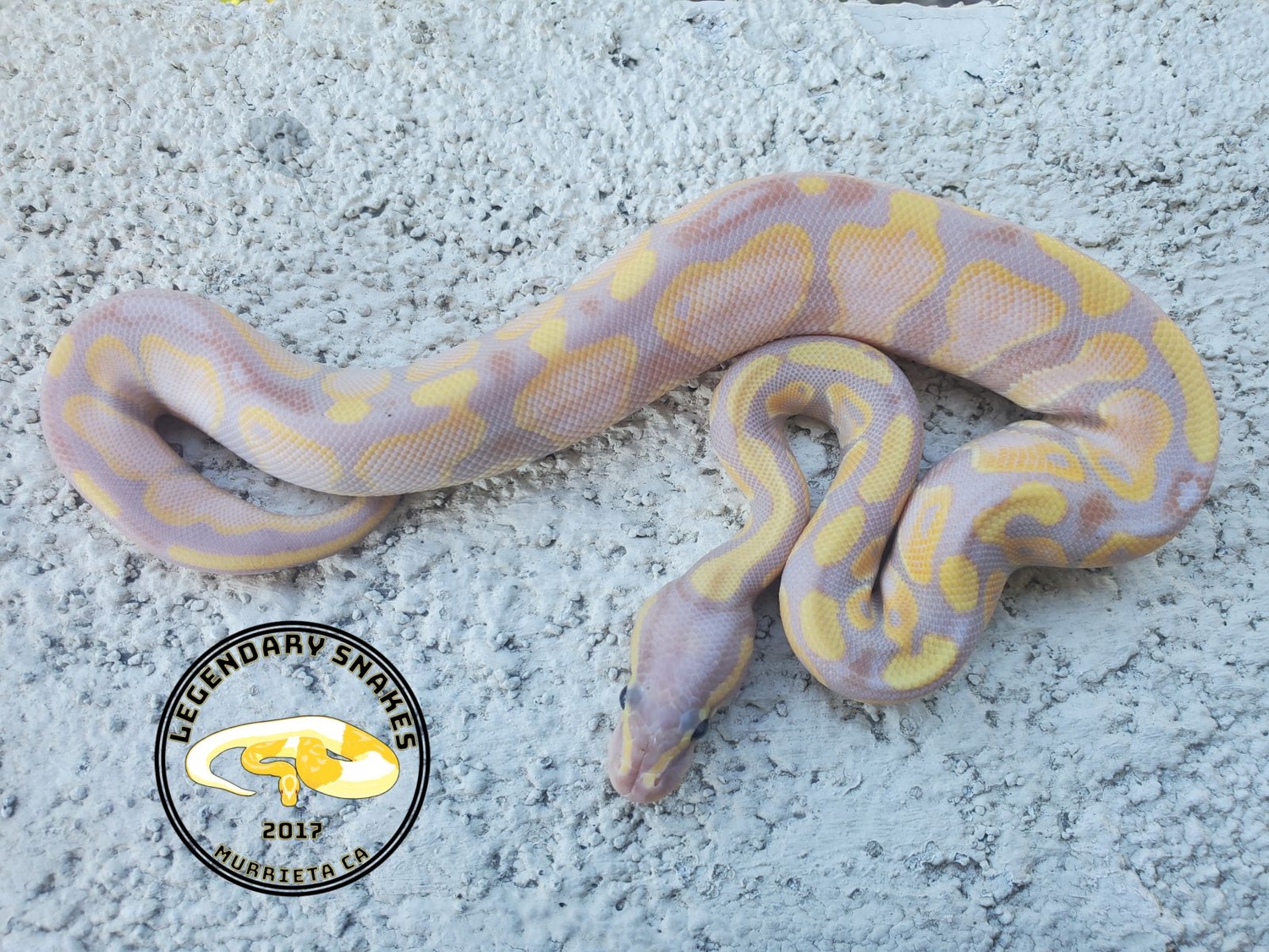Banana 66% Het Pied Ball Python by Legendary Snakes - MorphMarket