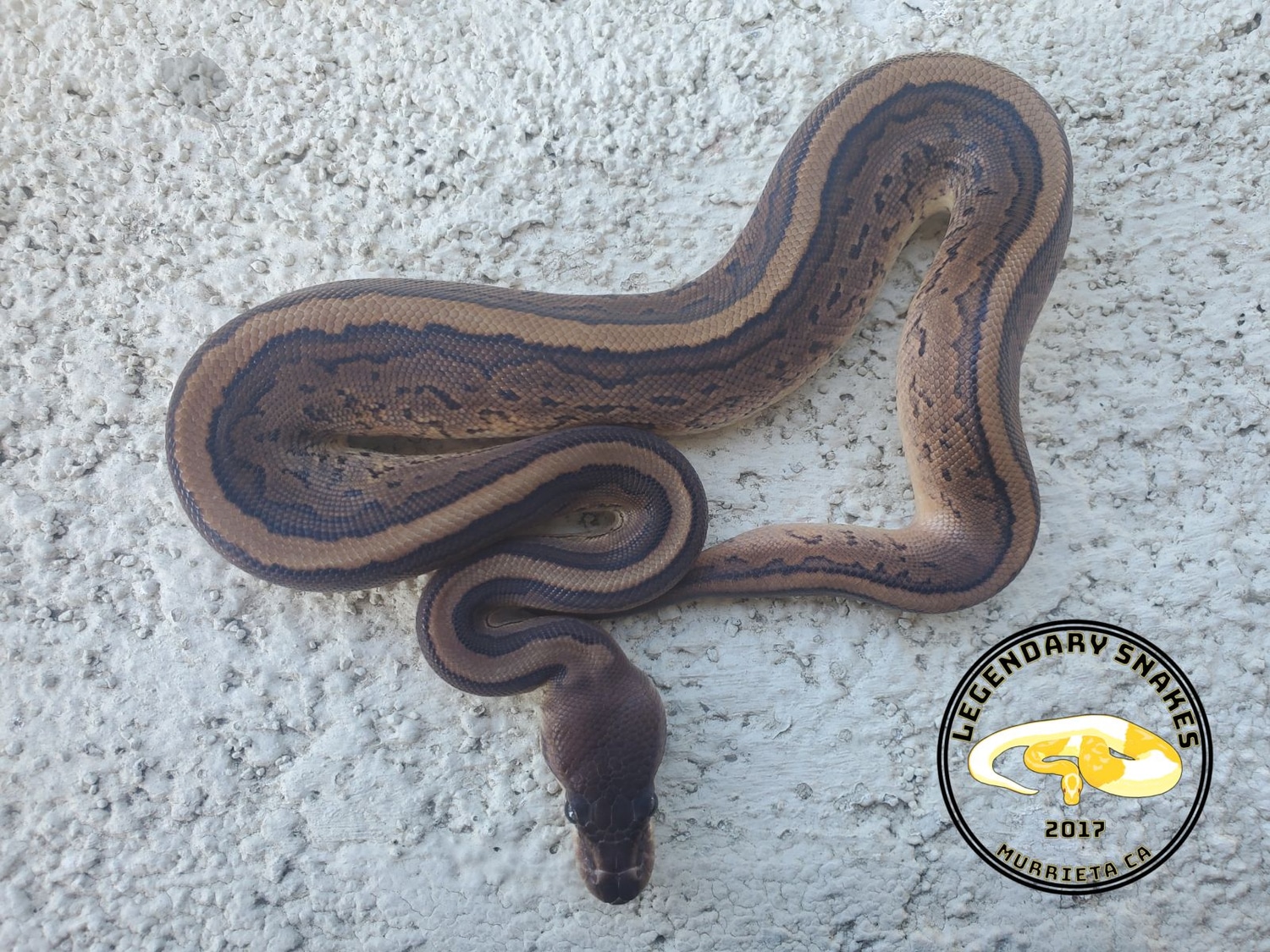 Cinnamon Pinstripe 66% Het Pied Ball Python by Legendary Snakes ...
